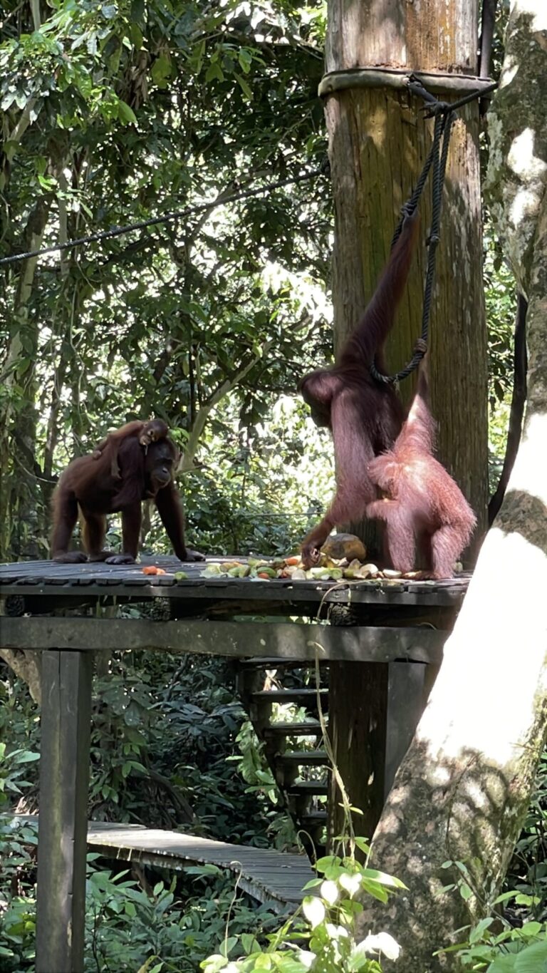 The 6 Best Things to Do in Sandakan Borneo: What I Loved & What You can ...