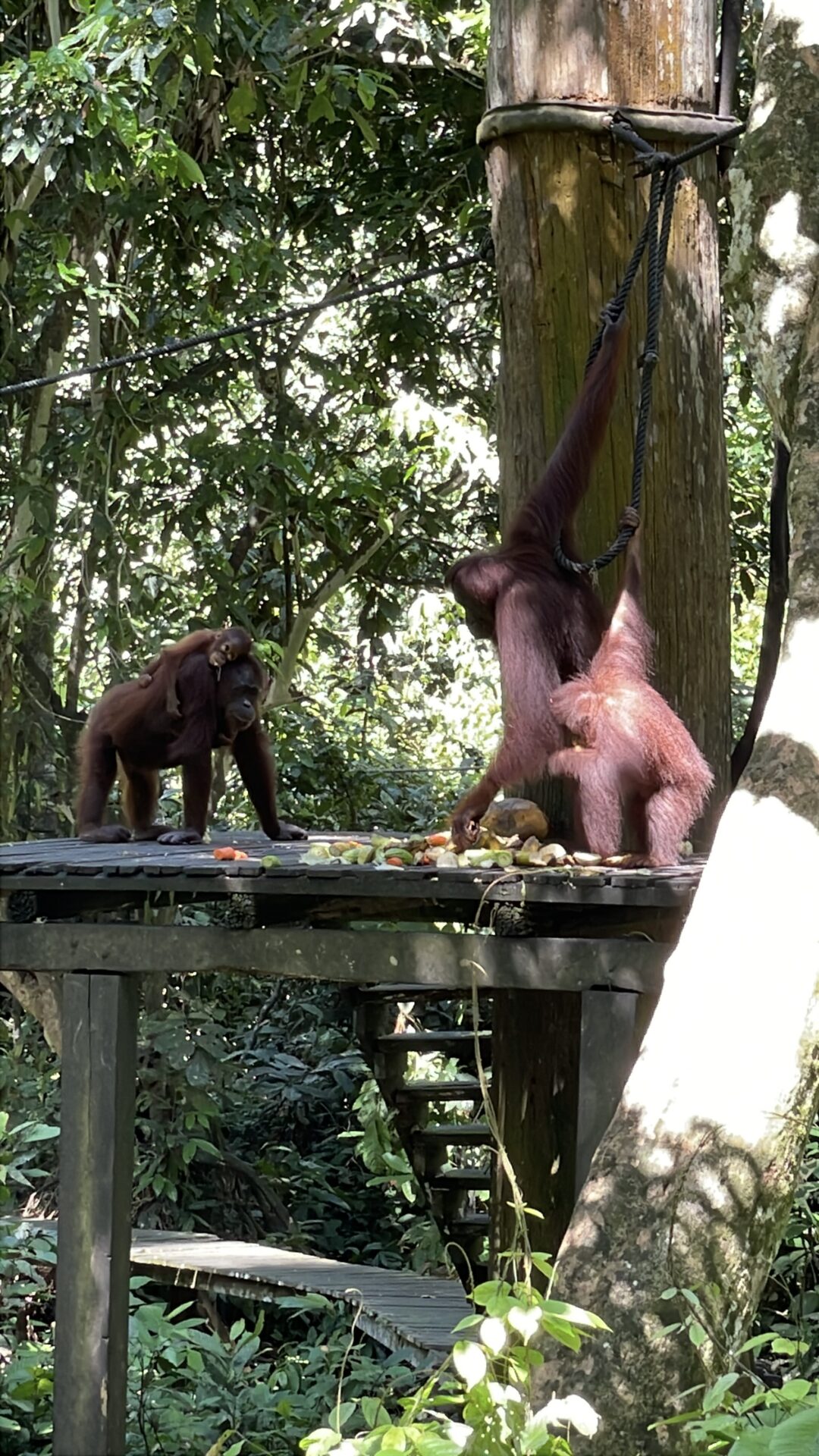 Sepilok Orangutan Rehabilitation Center: My Honest Review in 2026 ...