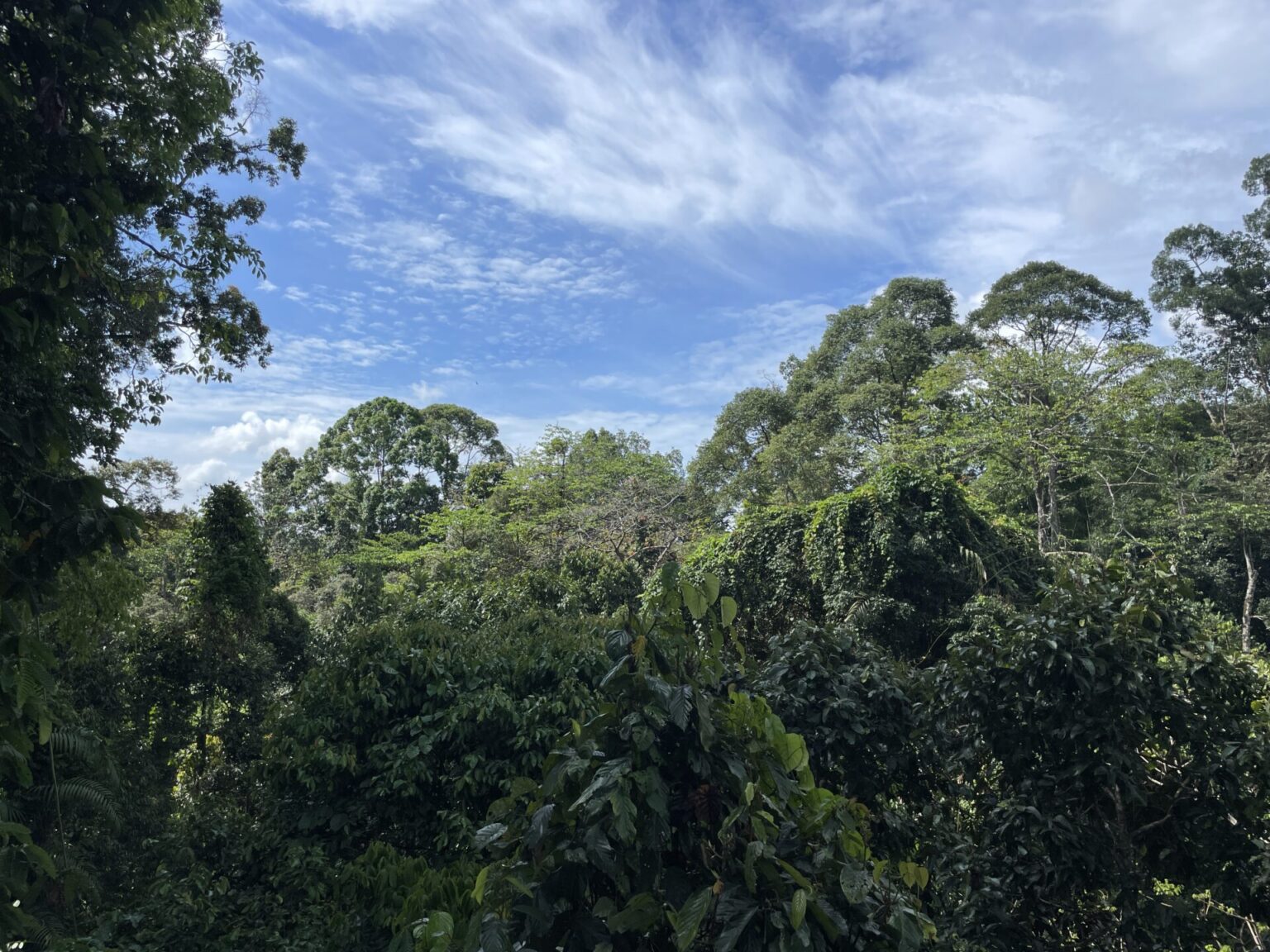 Rainforest Discovery Center Sepilok: My Honest Review 2026 - Girl on a ...