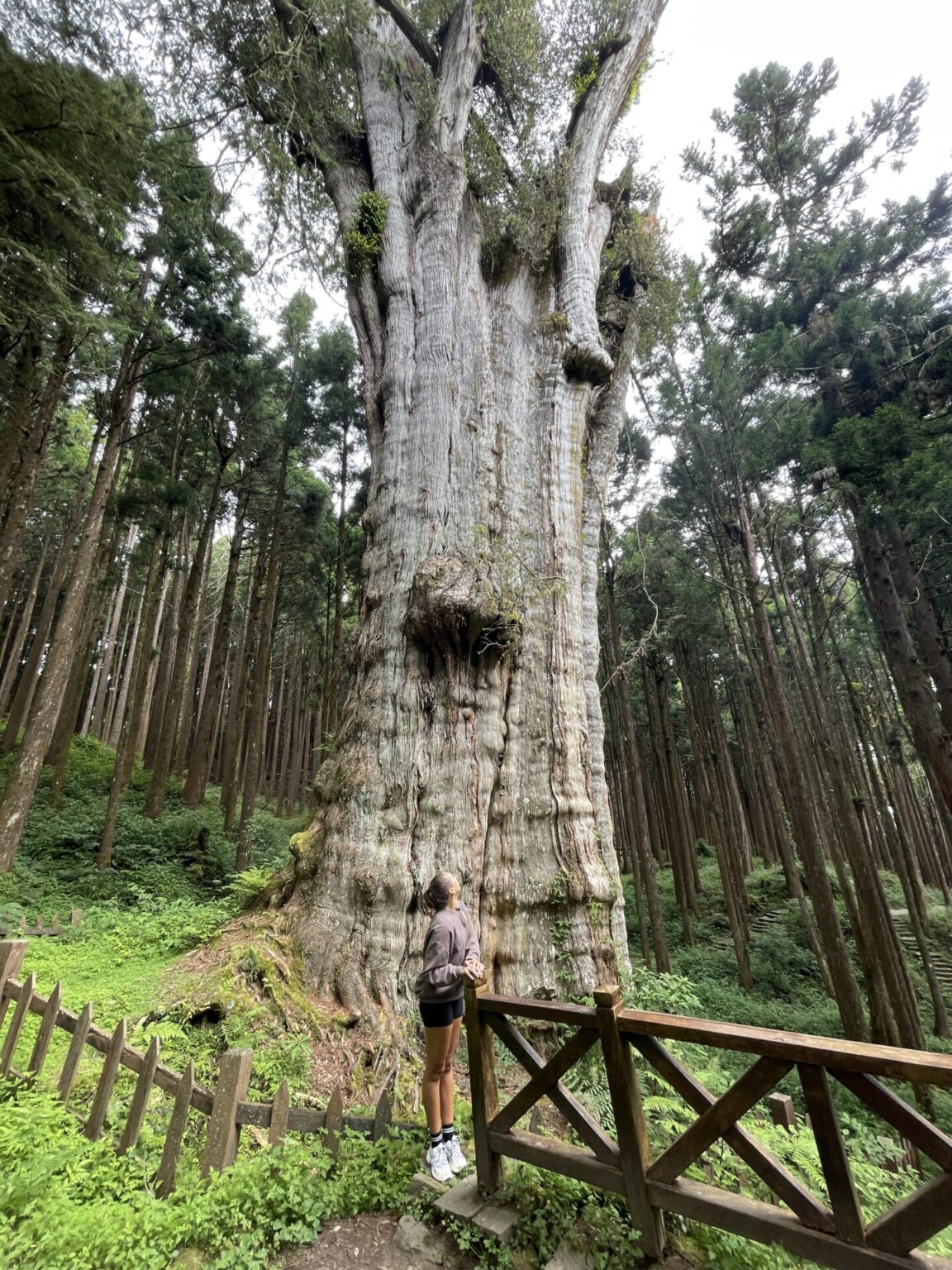My Ultimate Alishan Travel Guide: Everything You Need to Know Before ...
