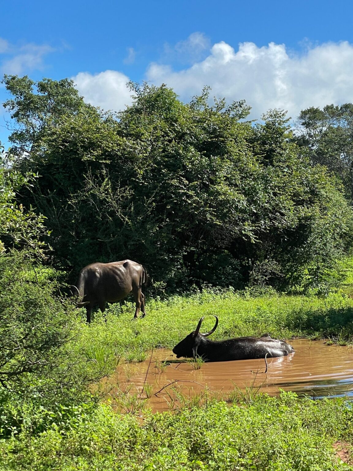 How to Get to Yala National Park: One Day Safari Tour from ...
